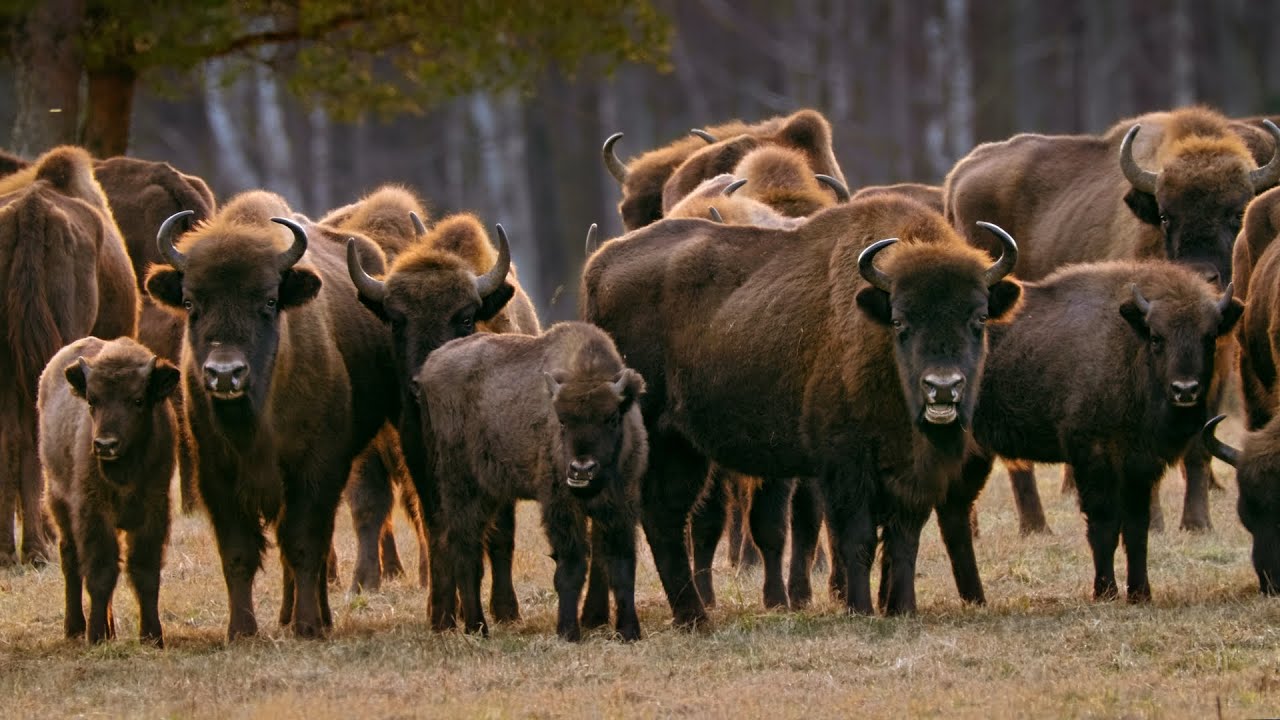 Europese bizon in het Białowieża-woud 🦬🌳