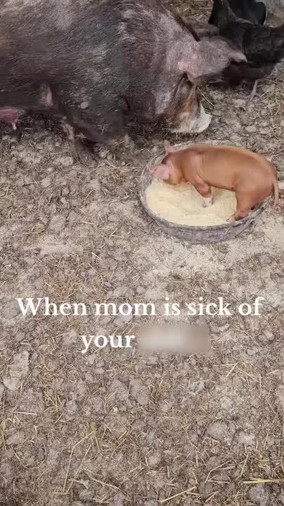 Exhausted Mama Pig Flips Piglet Out of Her Feeding Pan