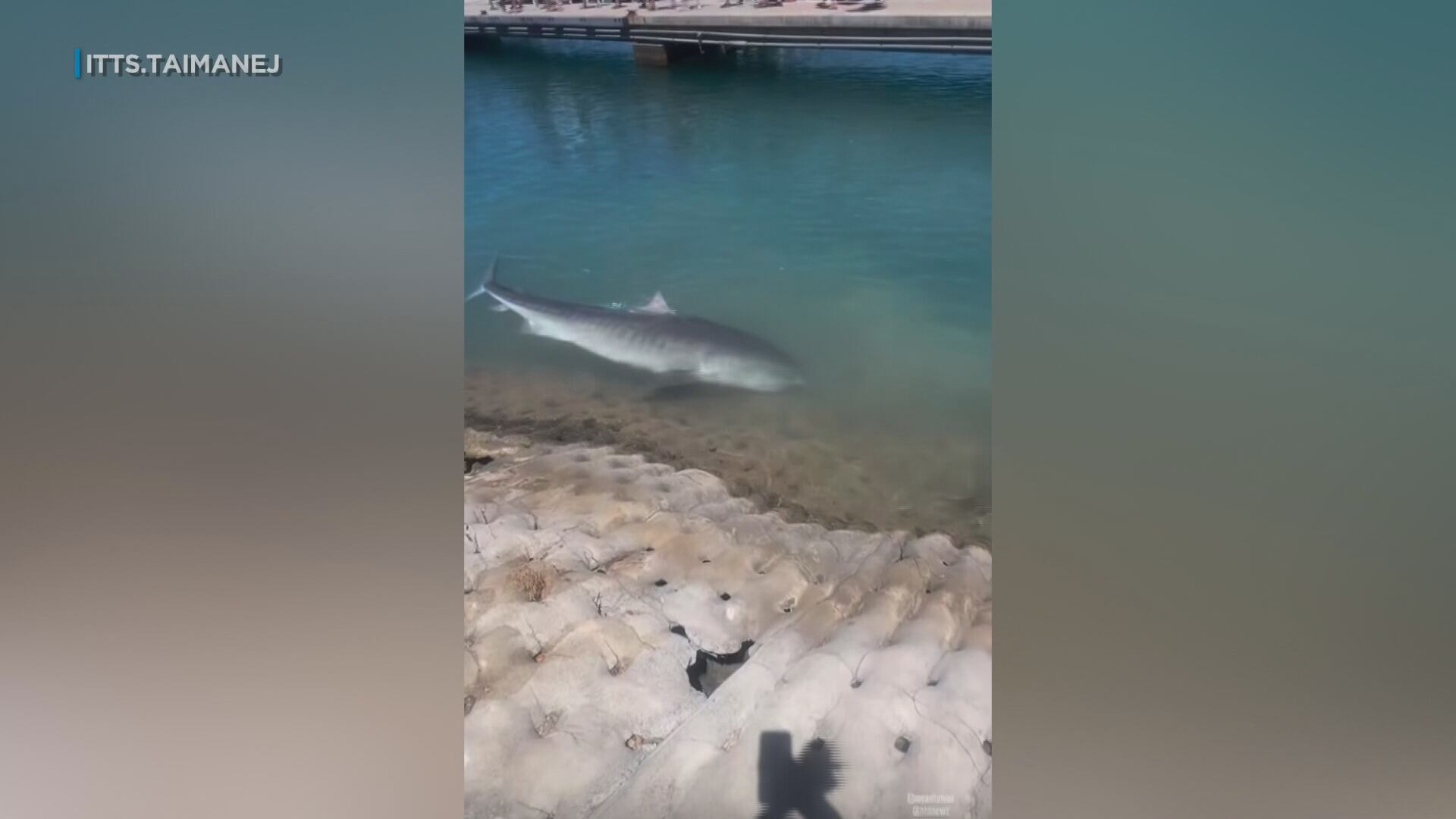 Caught on camera: Tiger shark swims into Waianae Boat Harbor
