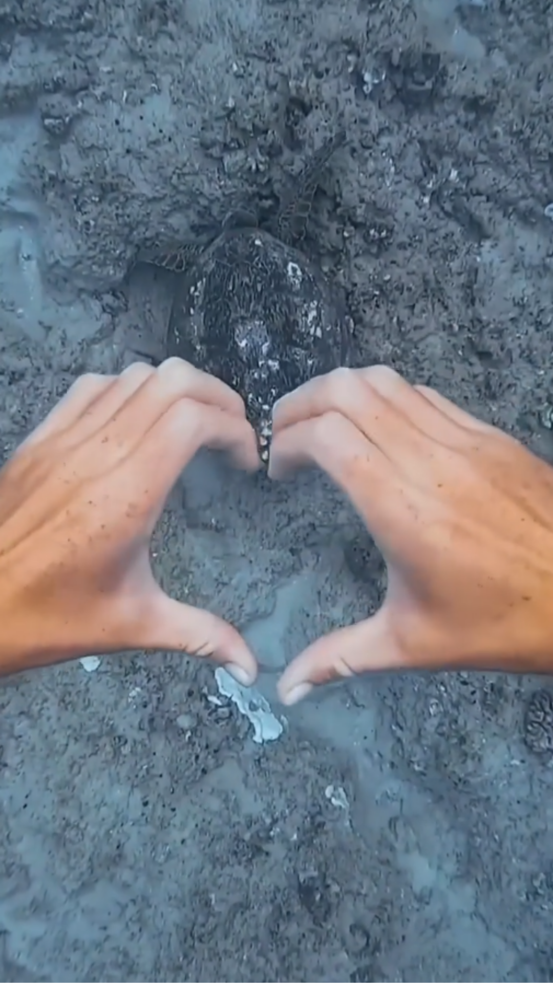 Not a Pink Ocean Sea Star... It’s a Pincushion Sea Star