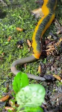 Worm-Like Animal Swallows Earthworm