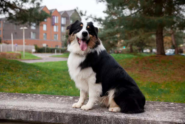 13 Dog Breeds You’ve Never Seen Before