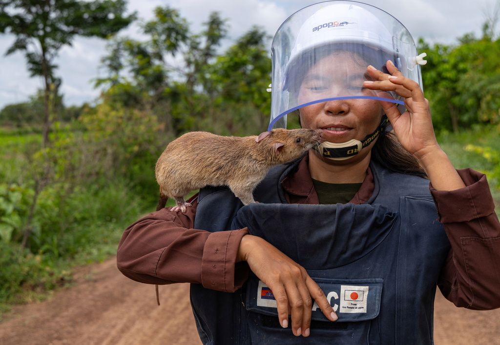 Photos of the giant rats leading land mine detection efforts in Cambodia