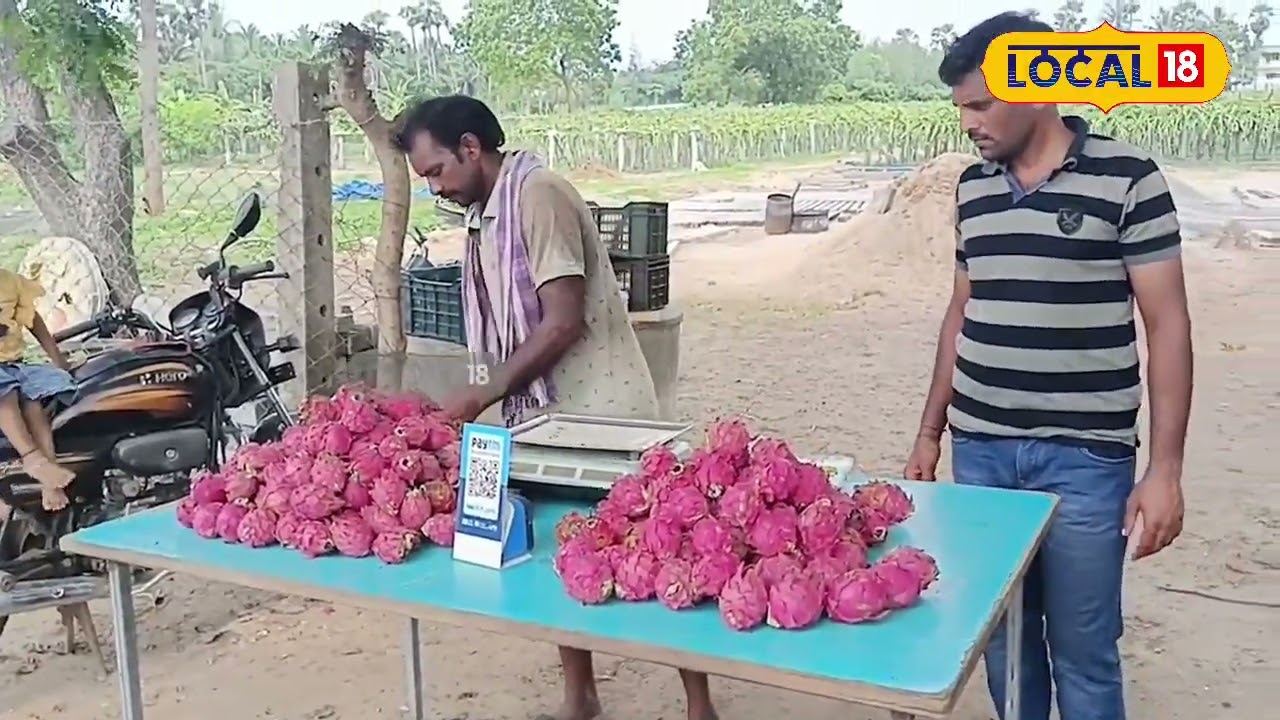 Dragon Fruit Thrives in Kakinada Markets | సామాన్యుడికి అందుబాటులో ...