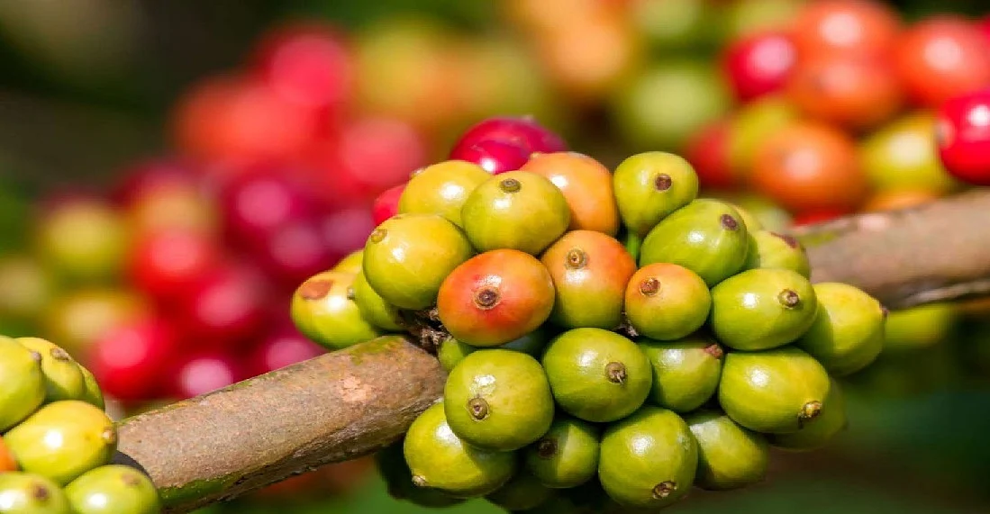 Wayanad Coffee finds special mention in Centre''s ODOP programme ...