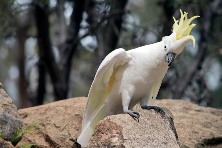 Cockatoo's Sweet Words While Meeting New Dog Friend Are Just Too Cute