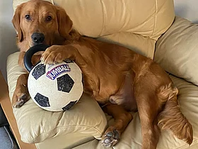 From shelter survivor to beloved hero: The inspiring story of Steve ...