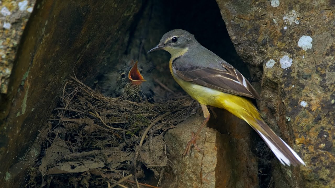 Nesting Birds – Grey Wagtail (Motacilla cinerea) 🪺🐦