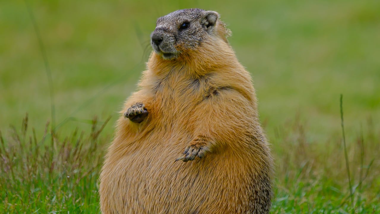 #TheMoment a 'fat' marmot was spotted in a B.C. park