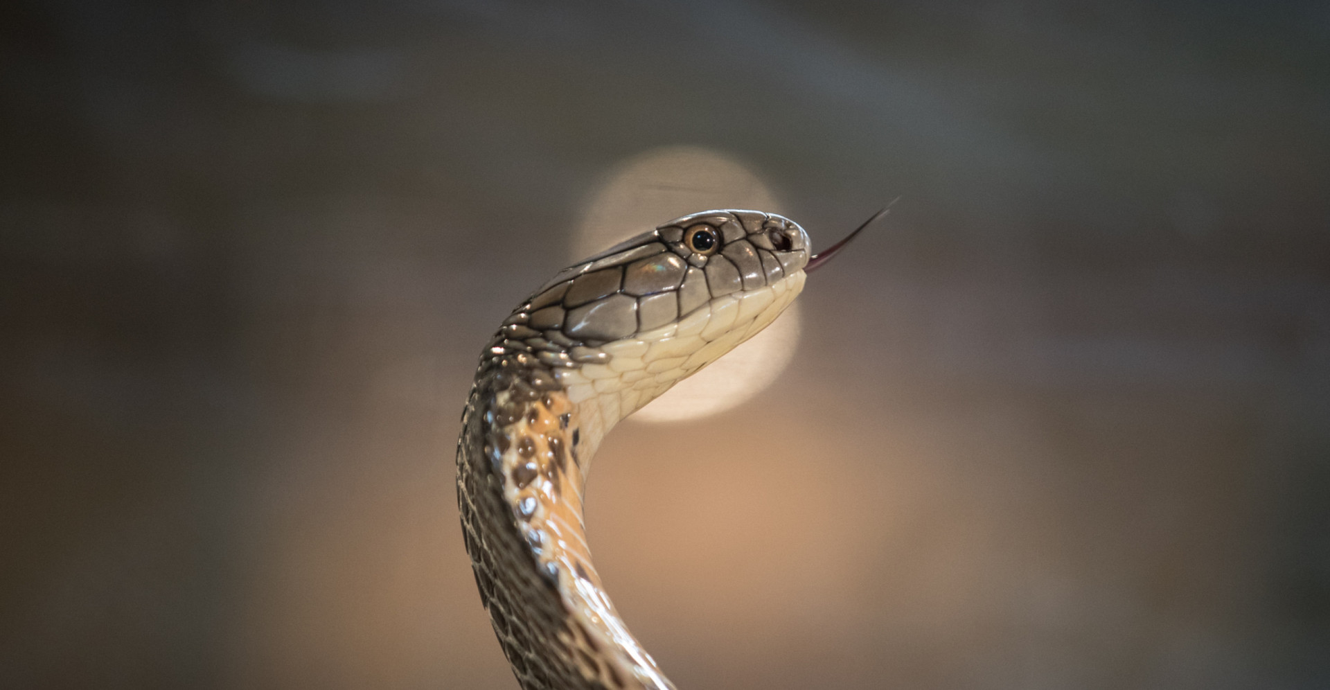 Slithering snake facts you probably didn't know