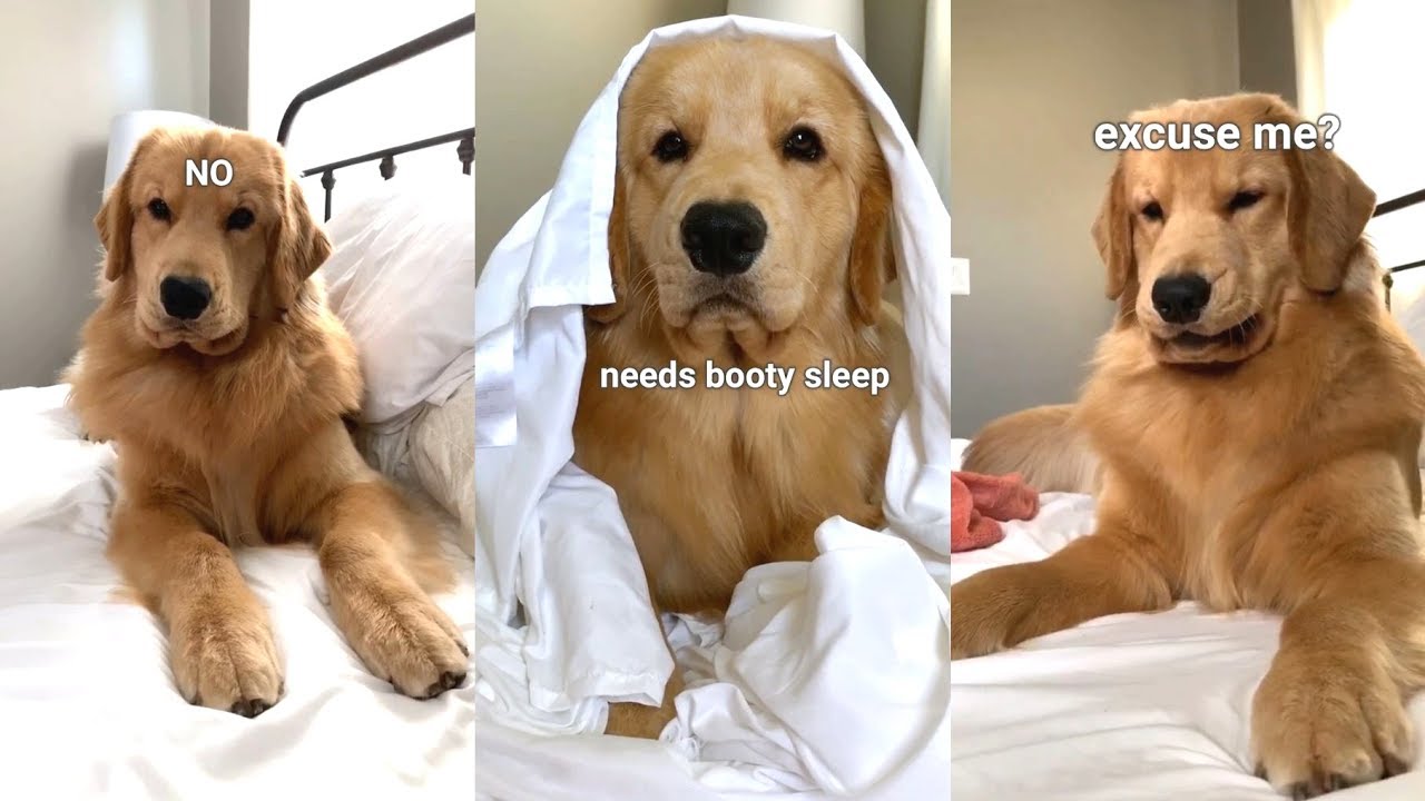 Funny Lazy Dogs Who Refuse to Get Out of Bed – Compilation 🐶🛏️😴