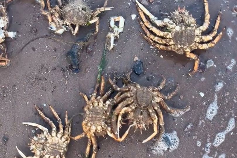 Hundreds of huge dead crabs wash up on beach in 'unsettling' sight