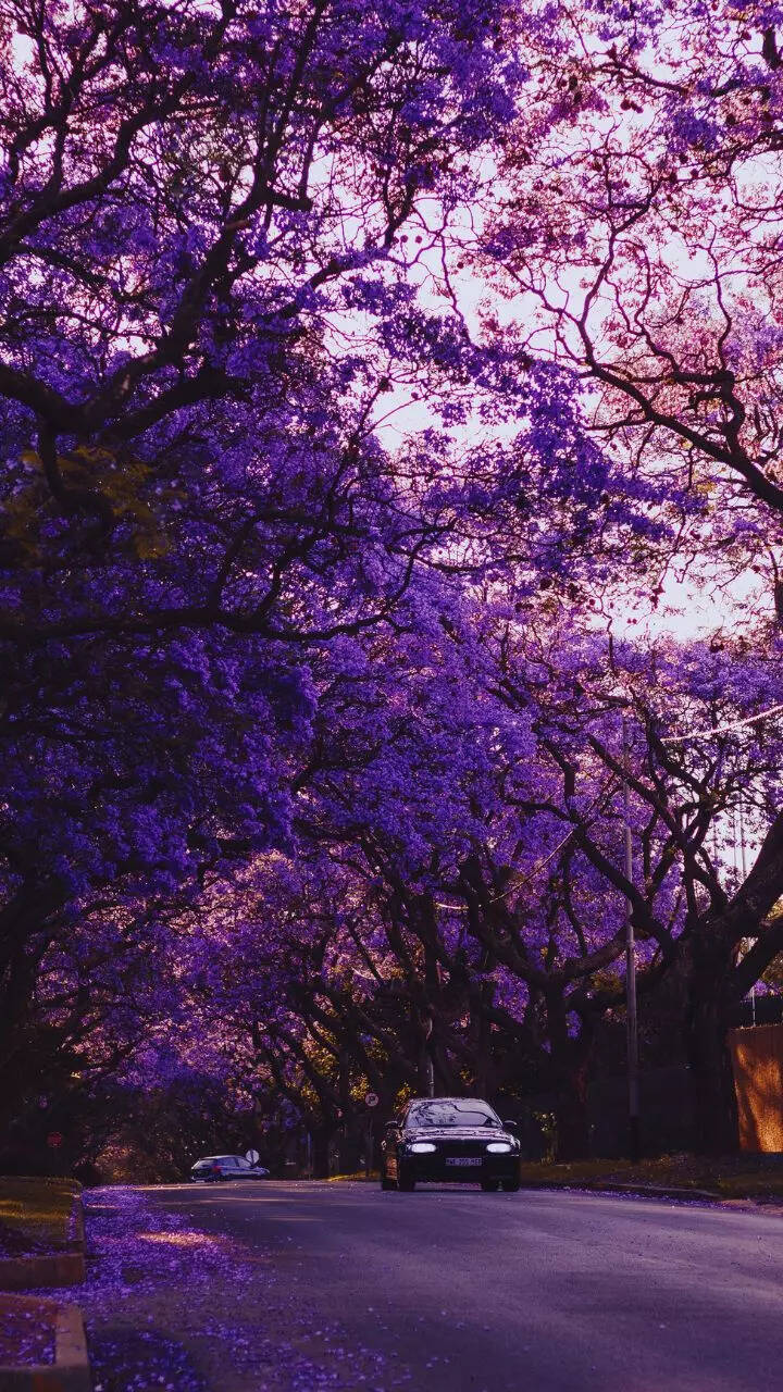 8 of the most stunning purple flowering trees and where they are typically found