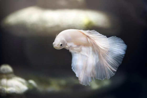 Do Fish Really Sleep? Their Quietest Secret Revealed