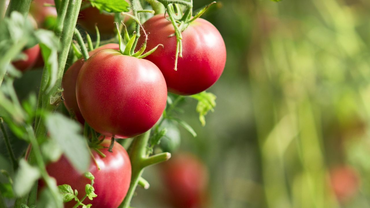 How to care for tomatoes while on vacation – 5 key steps for happy ...