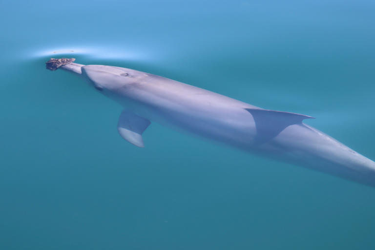 Dolphins learn to wear sponges ‘like a clown nose’ to hunt fish