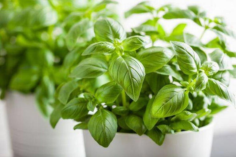 Revive dead basil plants in 12 hours with this 5-second hack