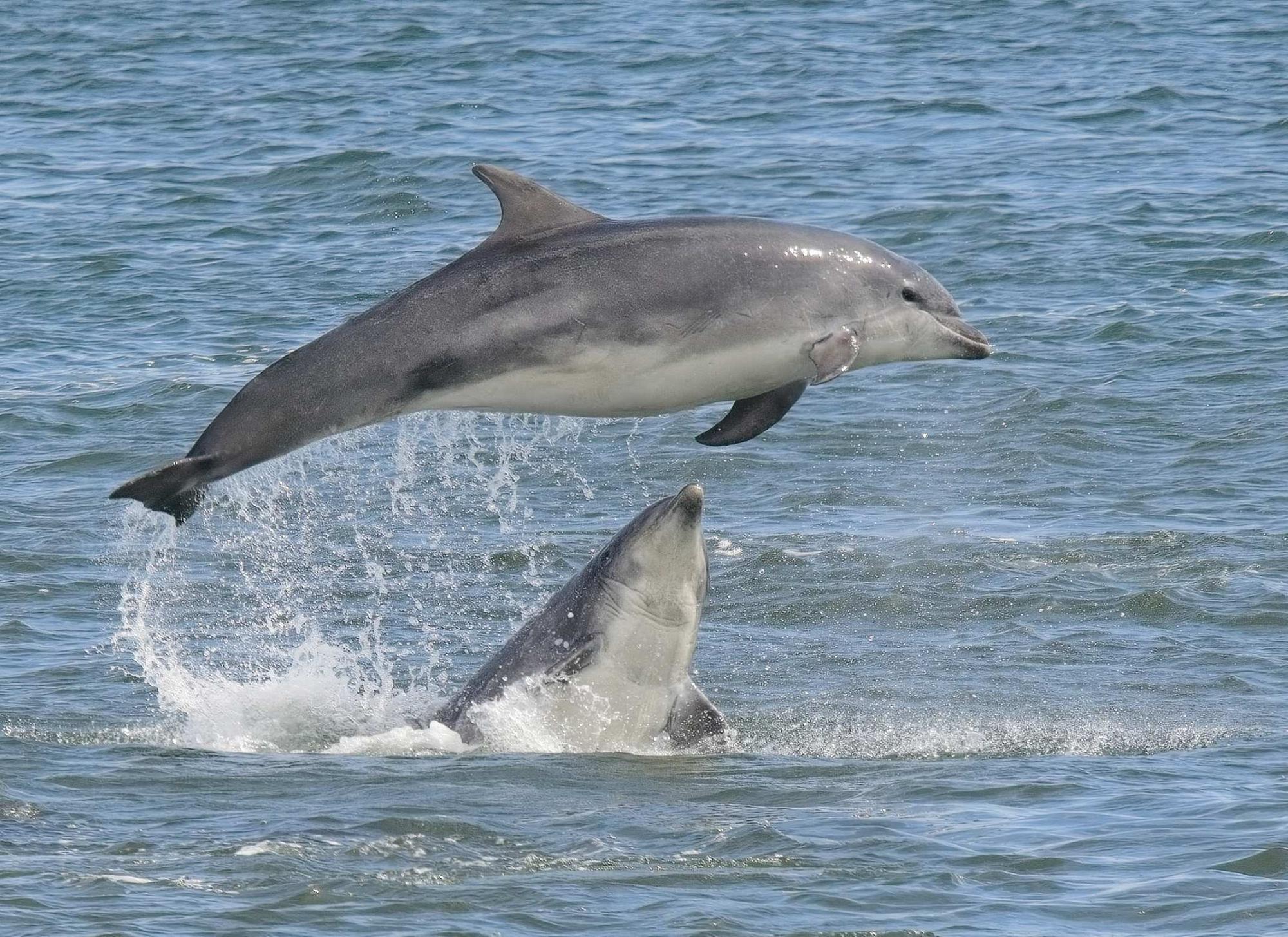 Northumberland woman captures incredible pictures of dolphin pod off ...