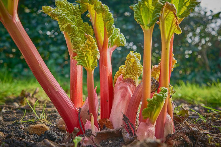Chef says 'stop harvesting' rhubarb now and do 3 gardening tasks instead
