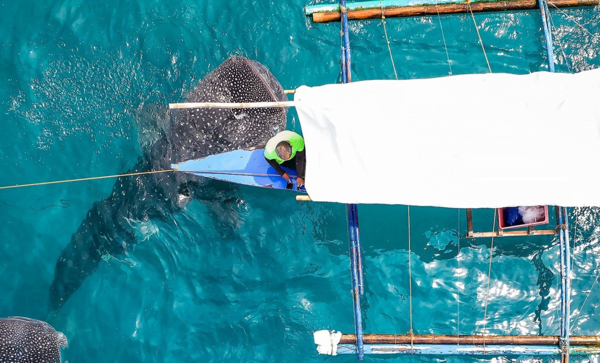 Meet the ocean's biggest fish