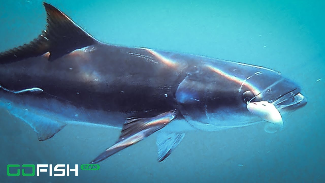 Power Fishing with a Camera on the Line – Cobia Frenzy