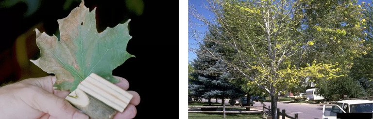 7 Common Maple Tree Diseases & How to Prevent Them