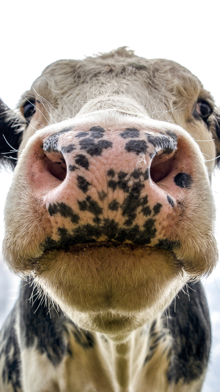 10 animals other than dogs that can recognise a human face