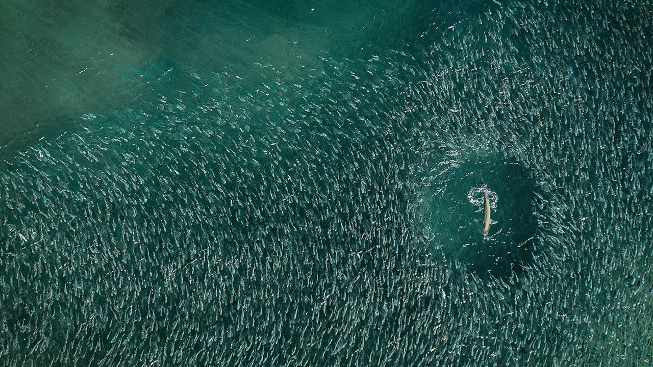 Epic Jetty Fishing During the Mullet Migration