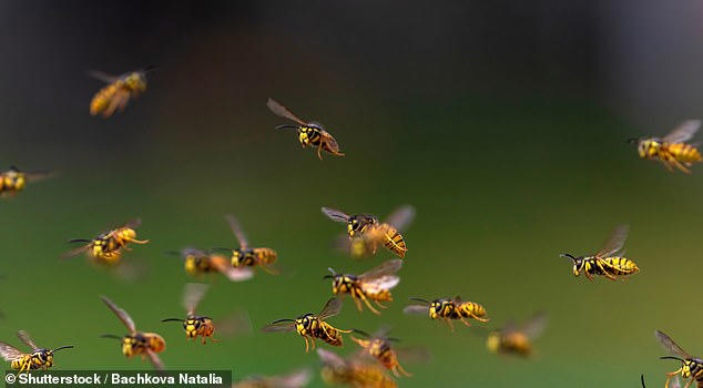 Urgent warning to Brits over an influx of WASPS