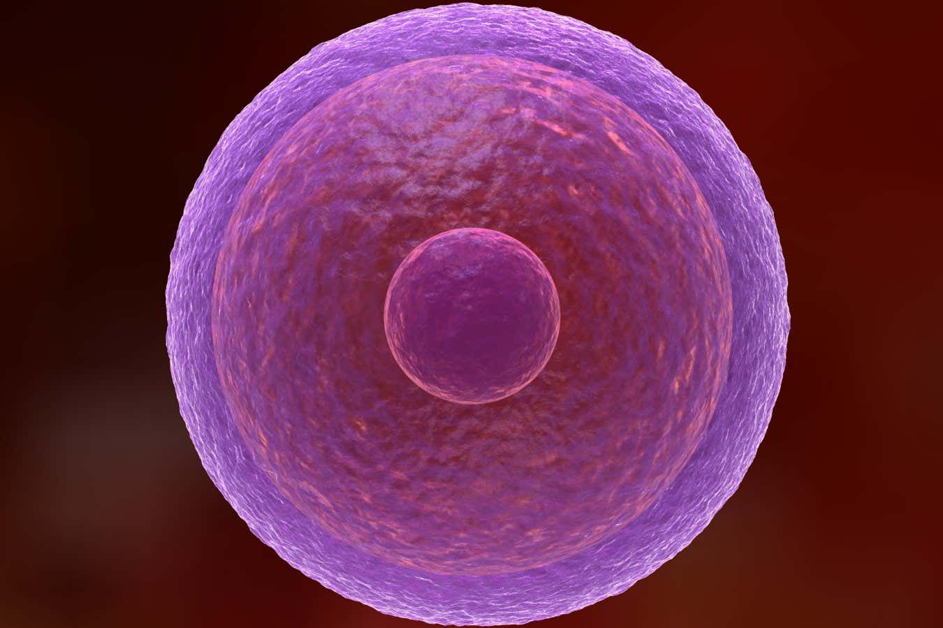 How human eggs stay fresh for decades