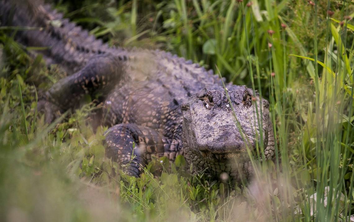 Alligators are crossing people's paths in SC this summer. Here's how to ...