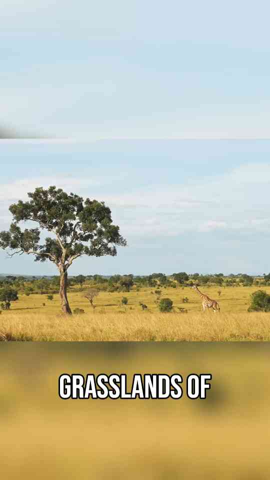 Human Origins - The African Genesis of Our Species