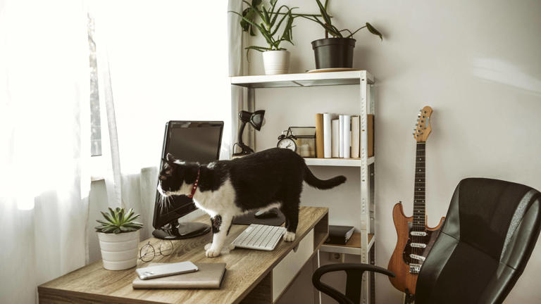 Katze faucht dich an? Erfahre, was wirklich dahintersteckt