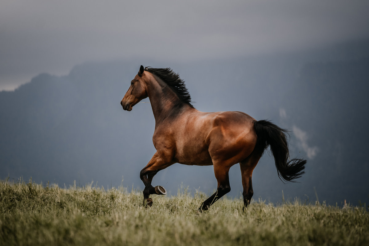 250+ Cool Horse Names to Giddy Up Your Imagination
