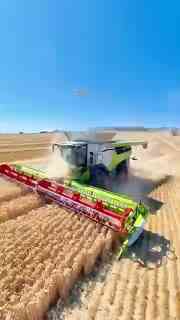 Giant Header, Massive Yield: A Look at Big Header Wheat Harvesting