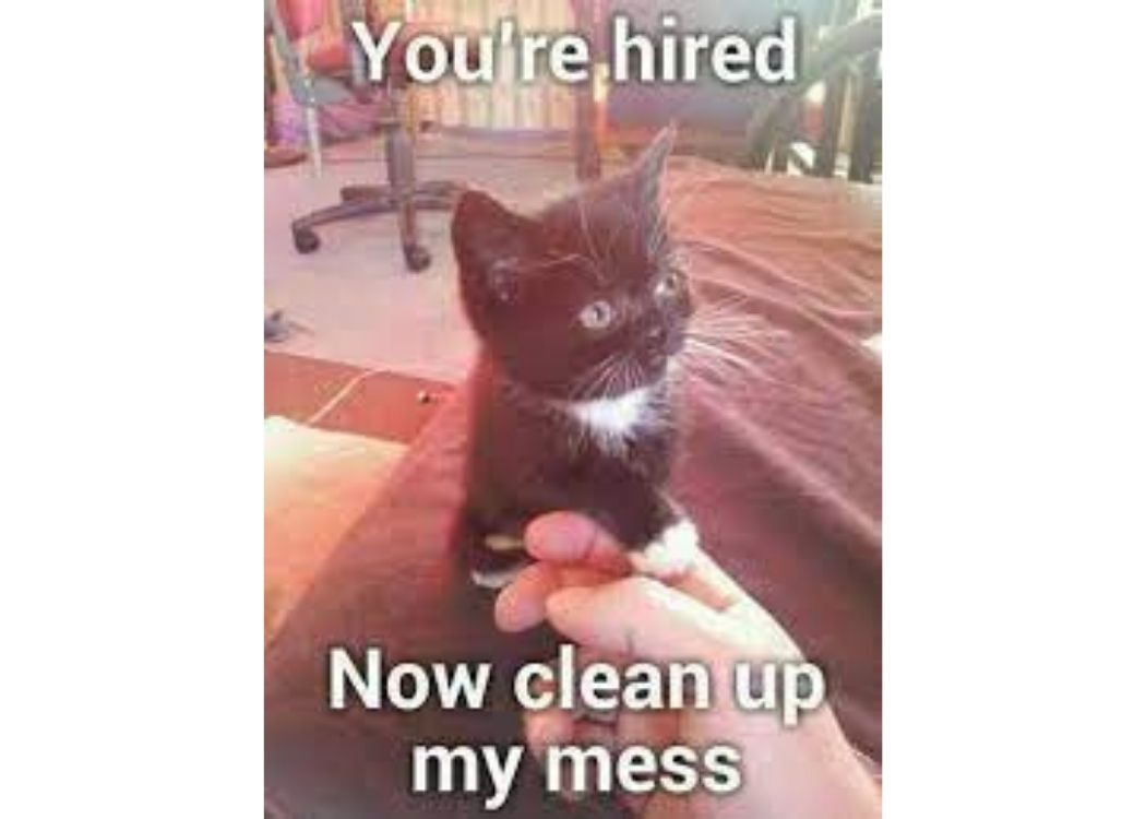 Cat Memes So Clean Even Grandma Would Approve