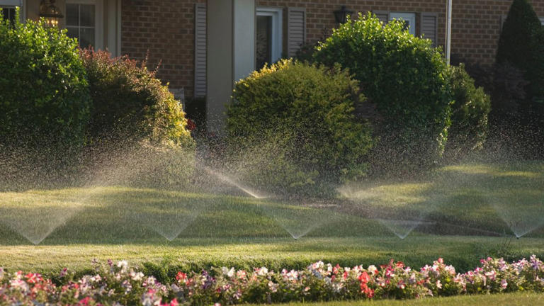 Should you water your lawn at night? Experts reveal the truth to save ...