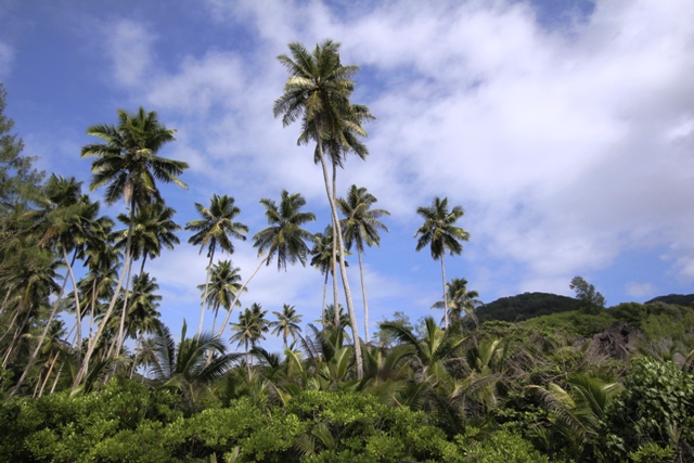 PCA says 100-M coconut tree goal on track, eyes boost in yields and ...