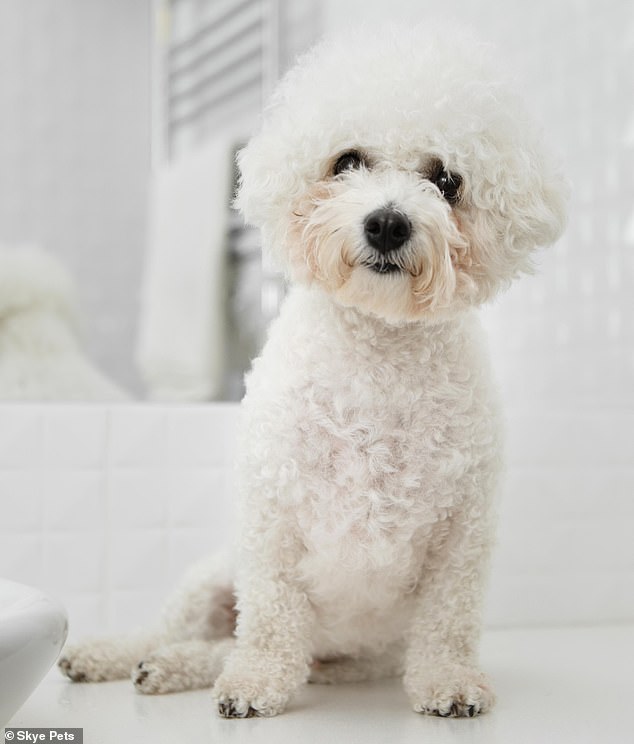 Designer poodle crossbreeds surge in popularity - so, do you know your ...