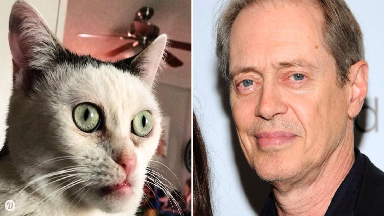 People Can’t Get Over How This Woman’s Cat Looks Exactly Like Steve Buscemi