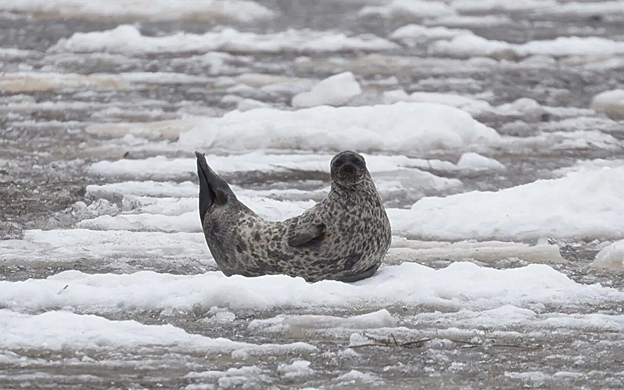 Revised, more accurate Baltic ringed seal count reveals hunting slows ...