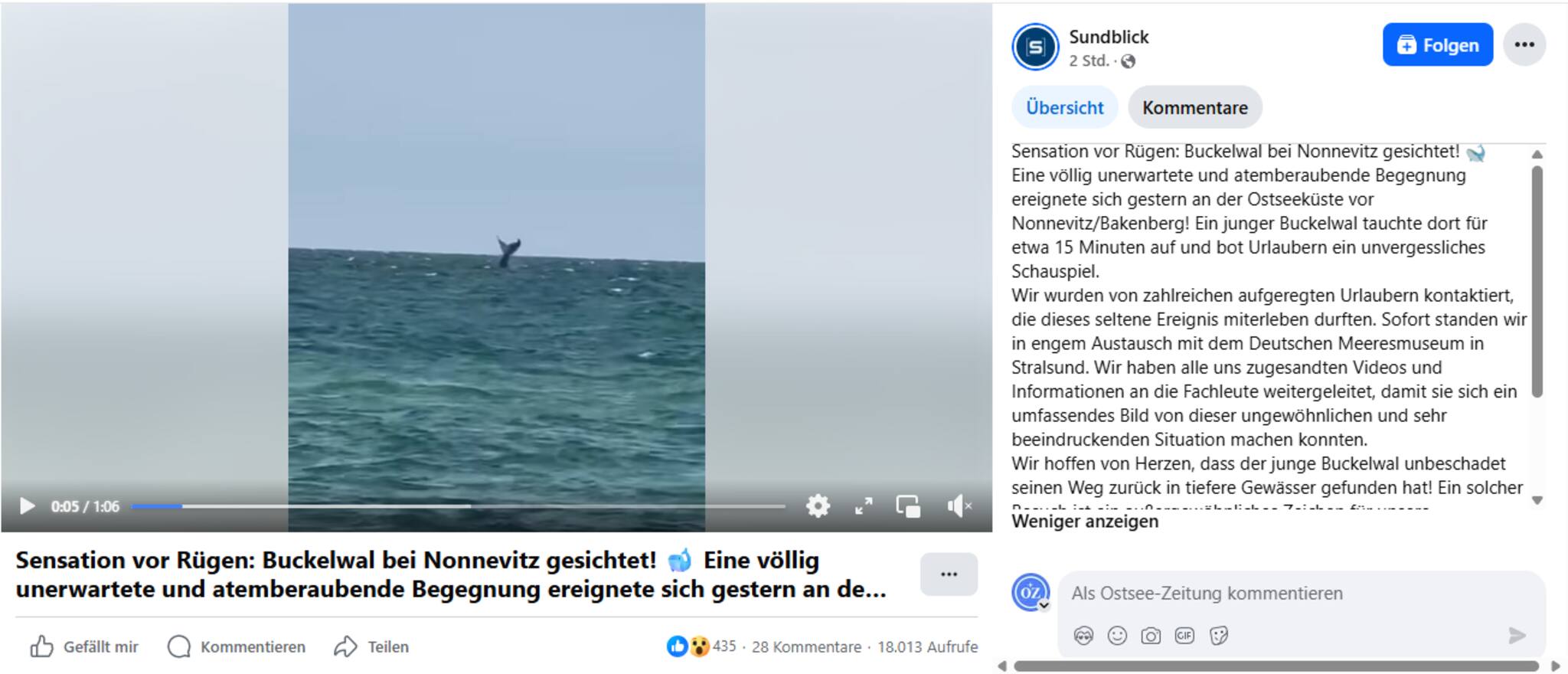 Buckelwal in der Ostsee vor Rügen? Video löst Sorgen im Internet aus
