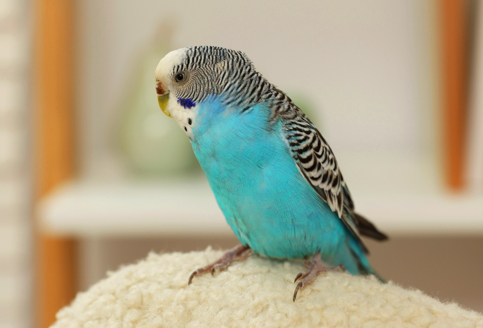 What birds make the best pets?