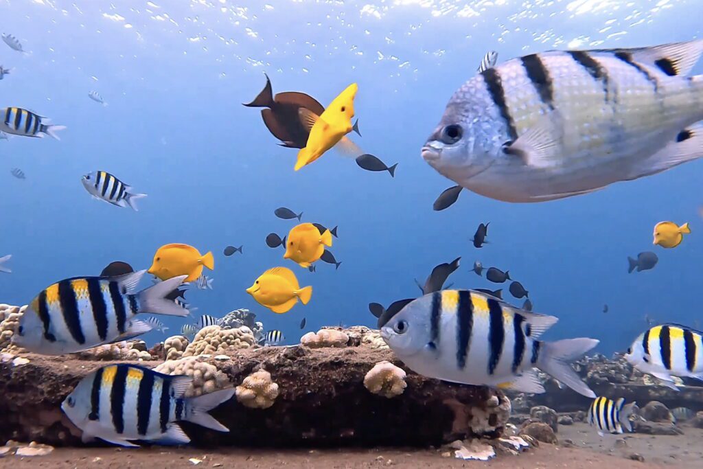 Divers leave GoPro unmanned and capture amazing underwater footage of ...