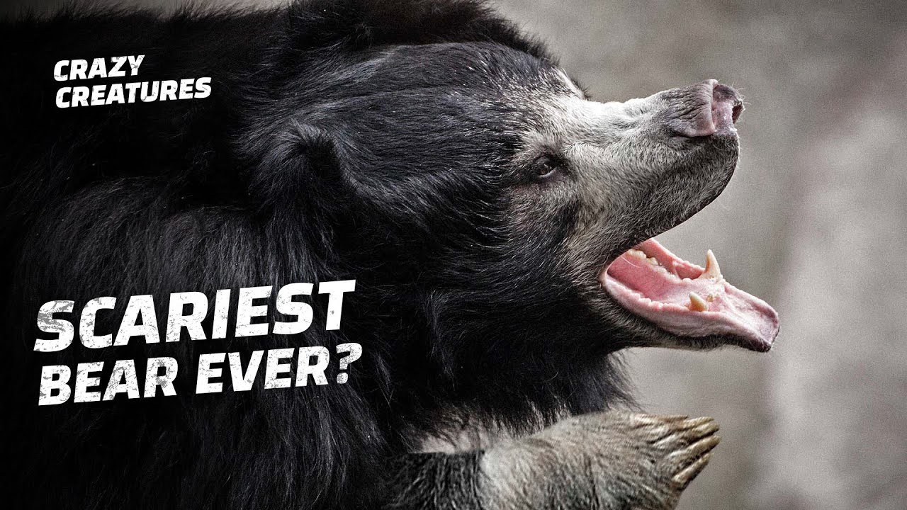 Which Bear Is the Most Dangerous? The Answer May Surprise You