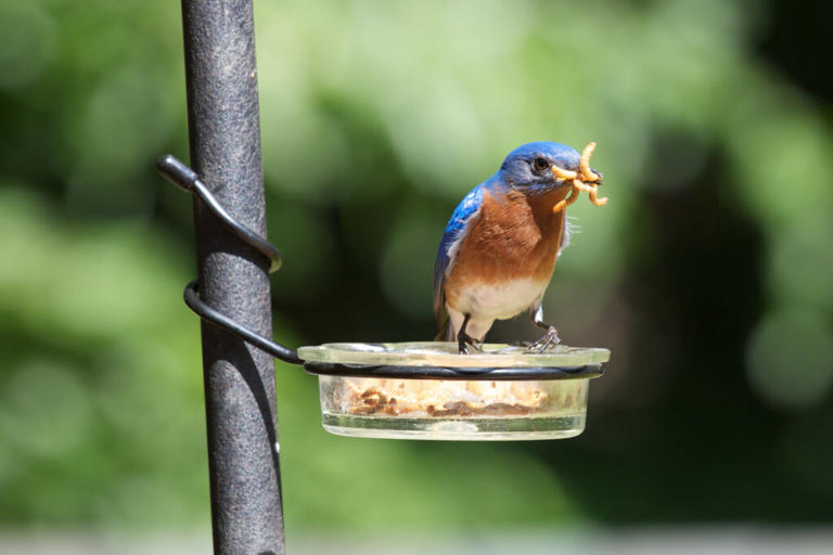 10 bird feeding laws people violate daily without knowing
