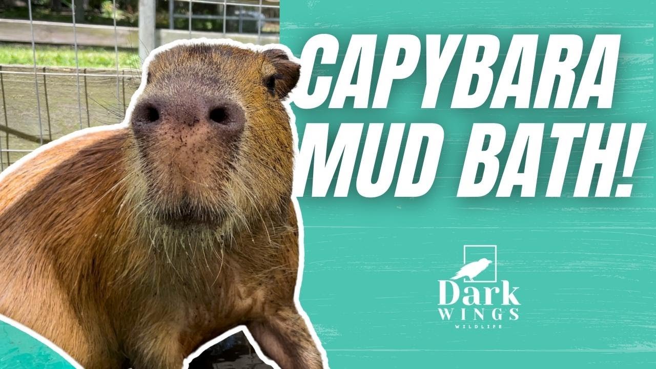 Pumpkin the Capybara Enjoys a Mud Wallow on a Hot Day