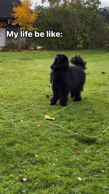 My Life Be Like... Funny Newfie Moments