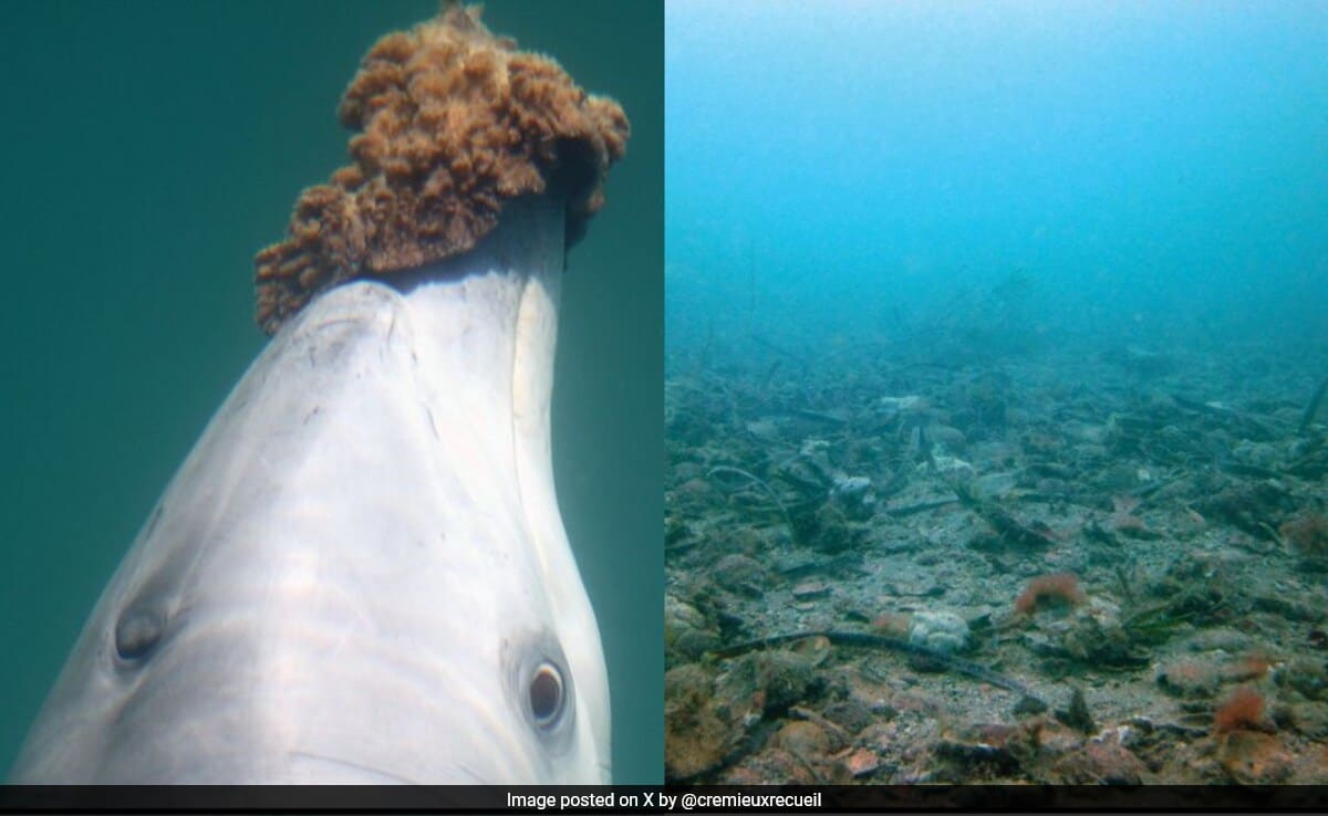 These Dolphins In Australia Use Sponges to Hunt. Here's How and Why