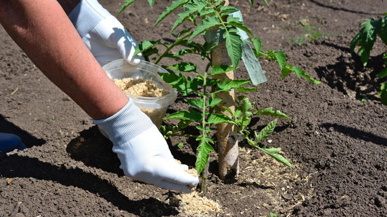 The Simple Soil Addition That Is A Total Game-Changer For Tomato Gardens